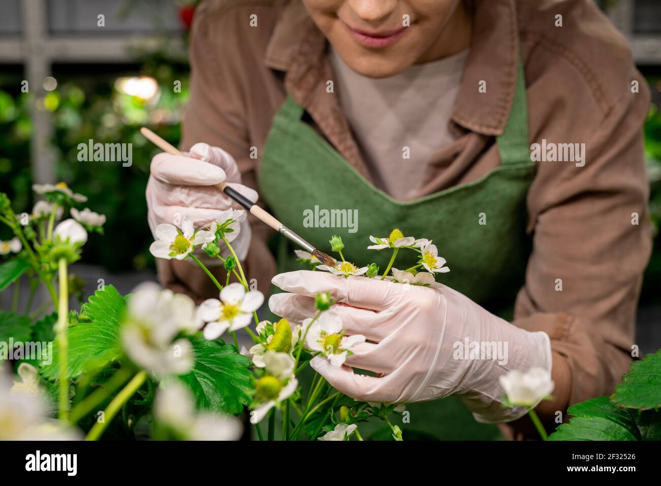 Pollinisation artificielle Banque de photographies et d’images à haute ...