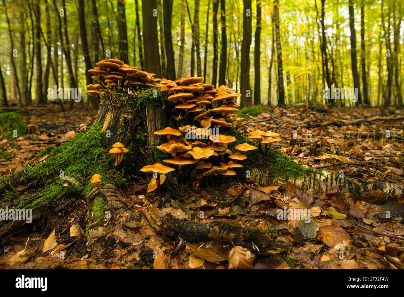Champignon fer à cheval Banque de photographies et d’images à haute ...