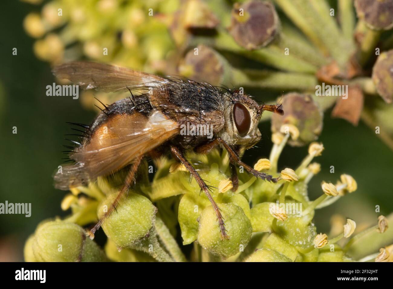 Tachina fera Banque de photographies et d’images à haute résolution - Alamy