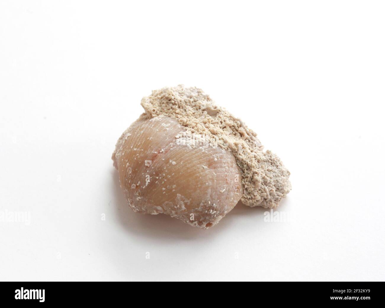 Brachiopode fossile de la période carbonifère (carbone), il y a environ ...