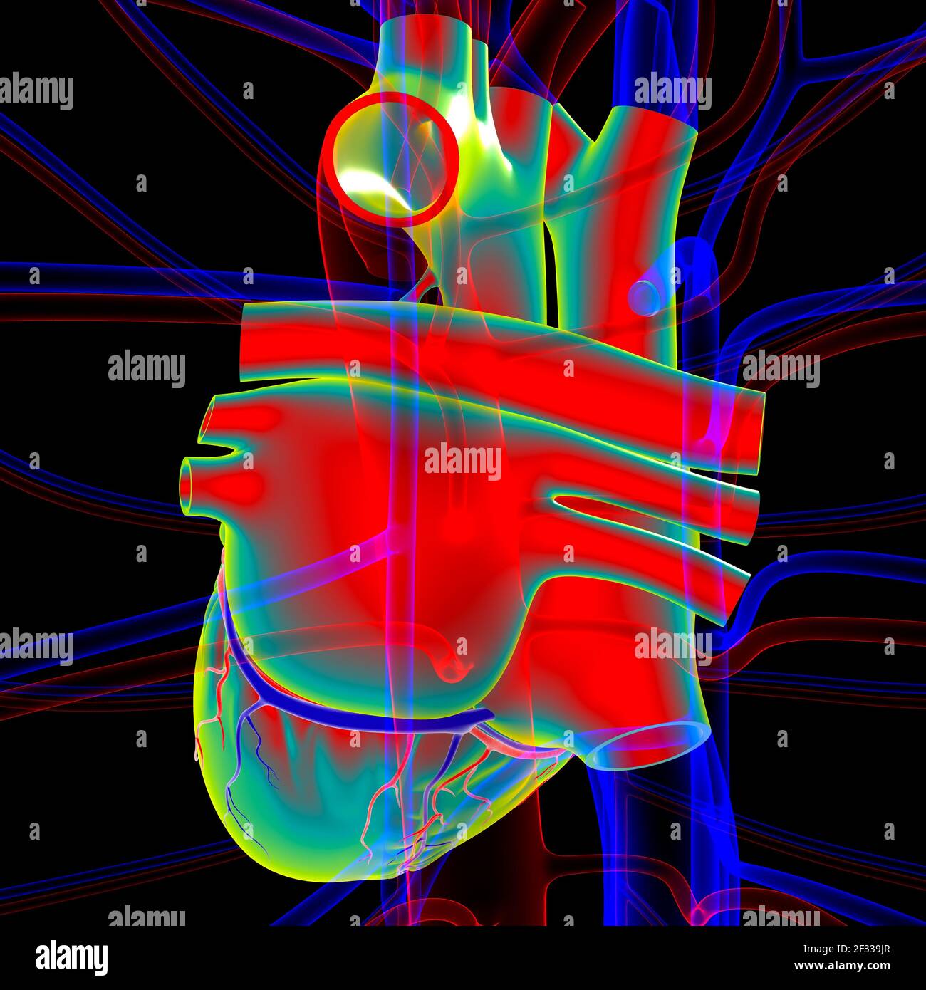 Anatomie du cœur humain pour l'illustration 3D du concept médical Photo ...