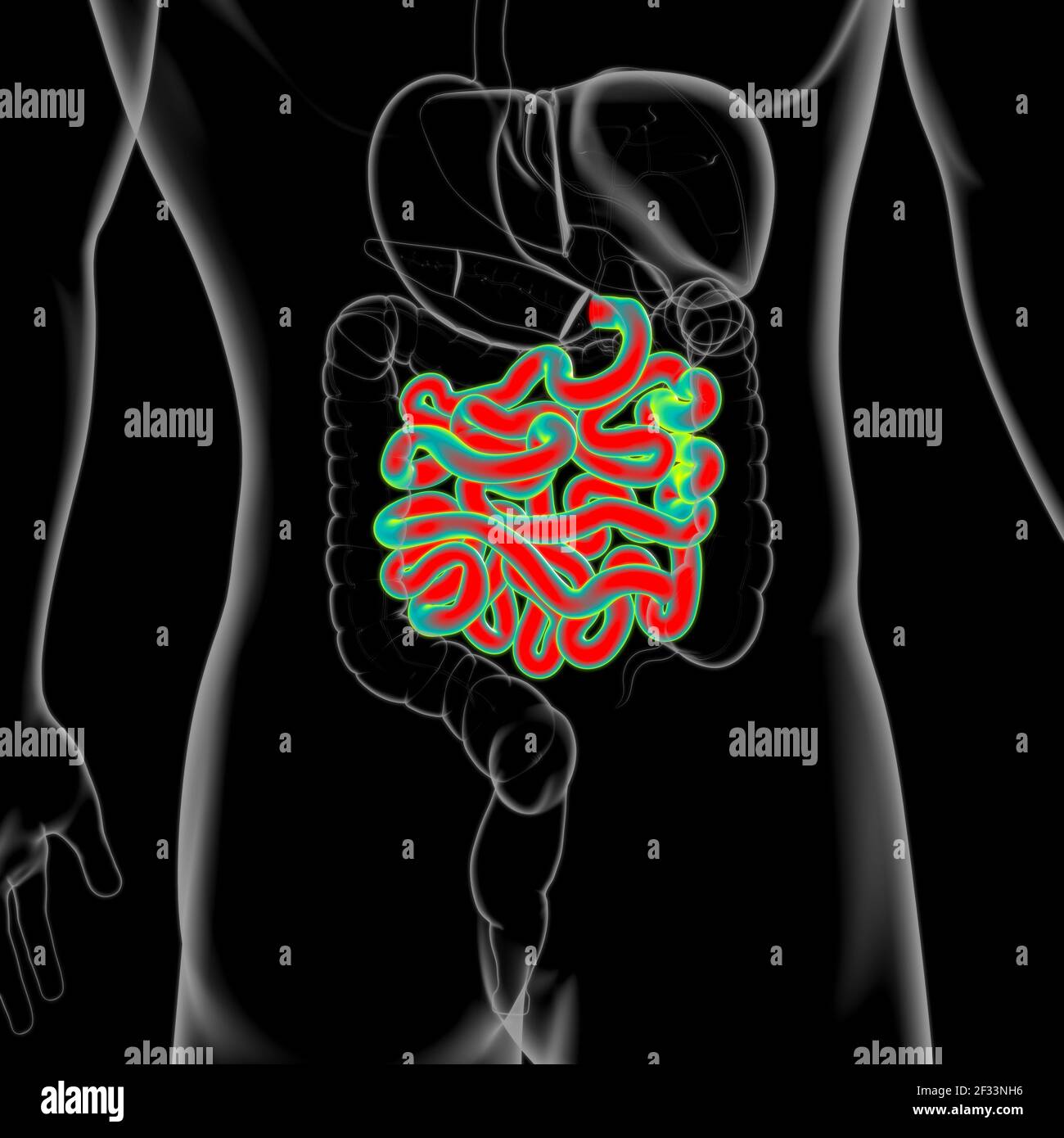 Intestin grêle 3D Illustration système digestif humain Anatomie pour ...