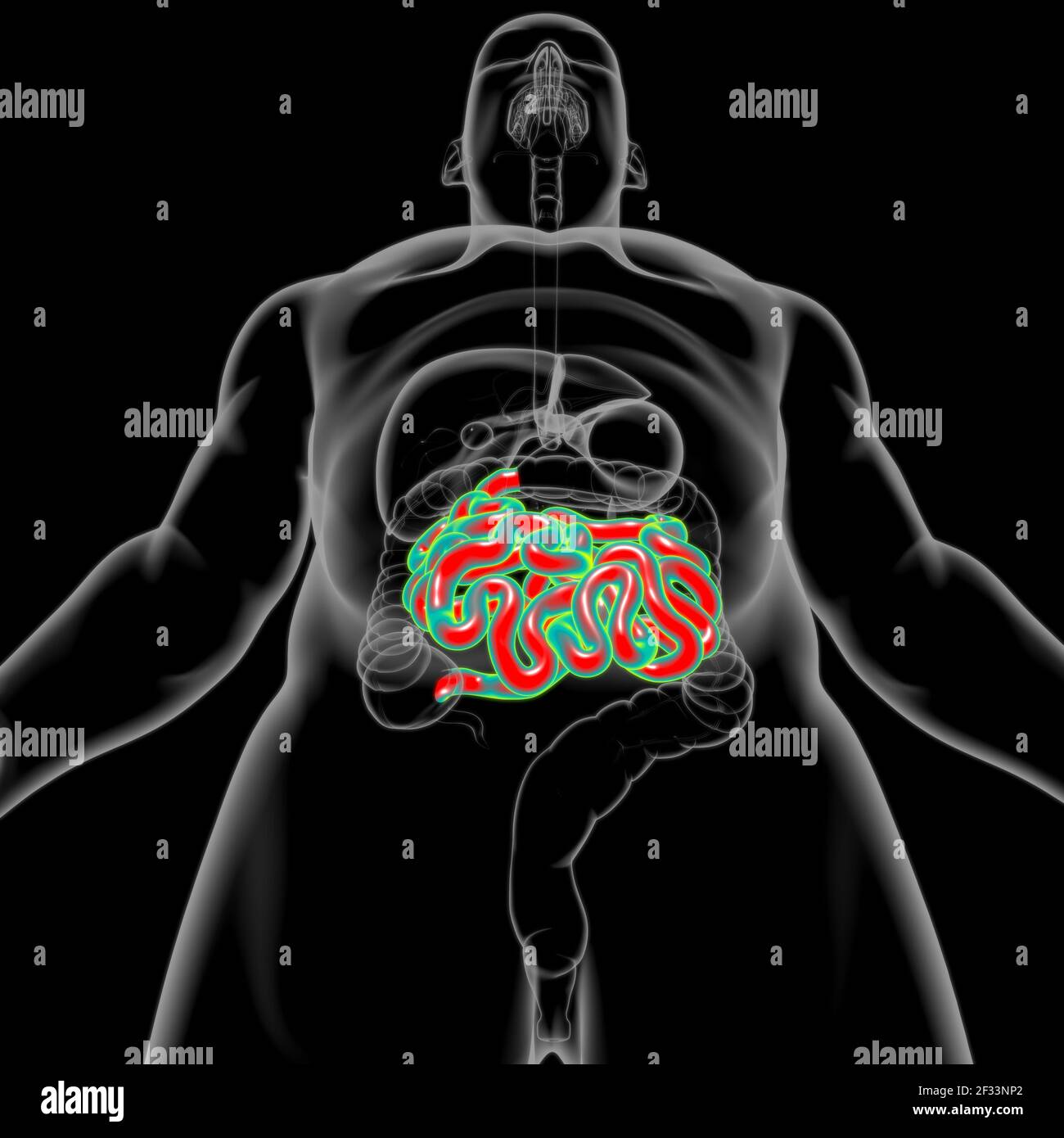Intestin grêle 3D Illustration système digestif humain Anatomie pour ...