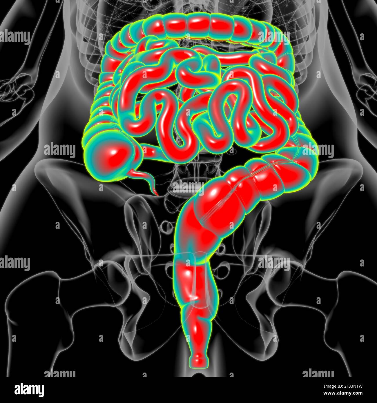 Intestin grêle et gros intestin 3D Illustration système digestif humain ...