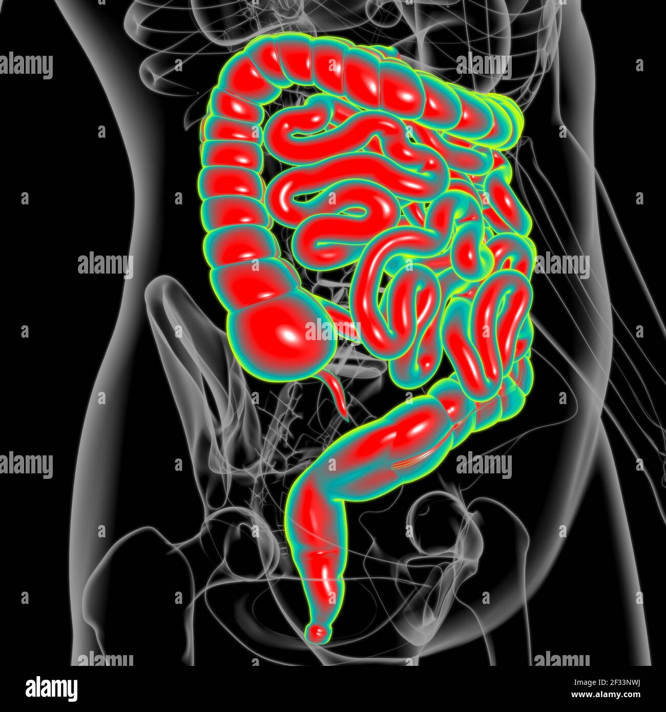 Intestin grêle et gros intestin 3D Illustration système digestif humain ...