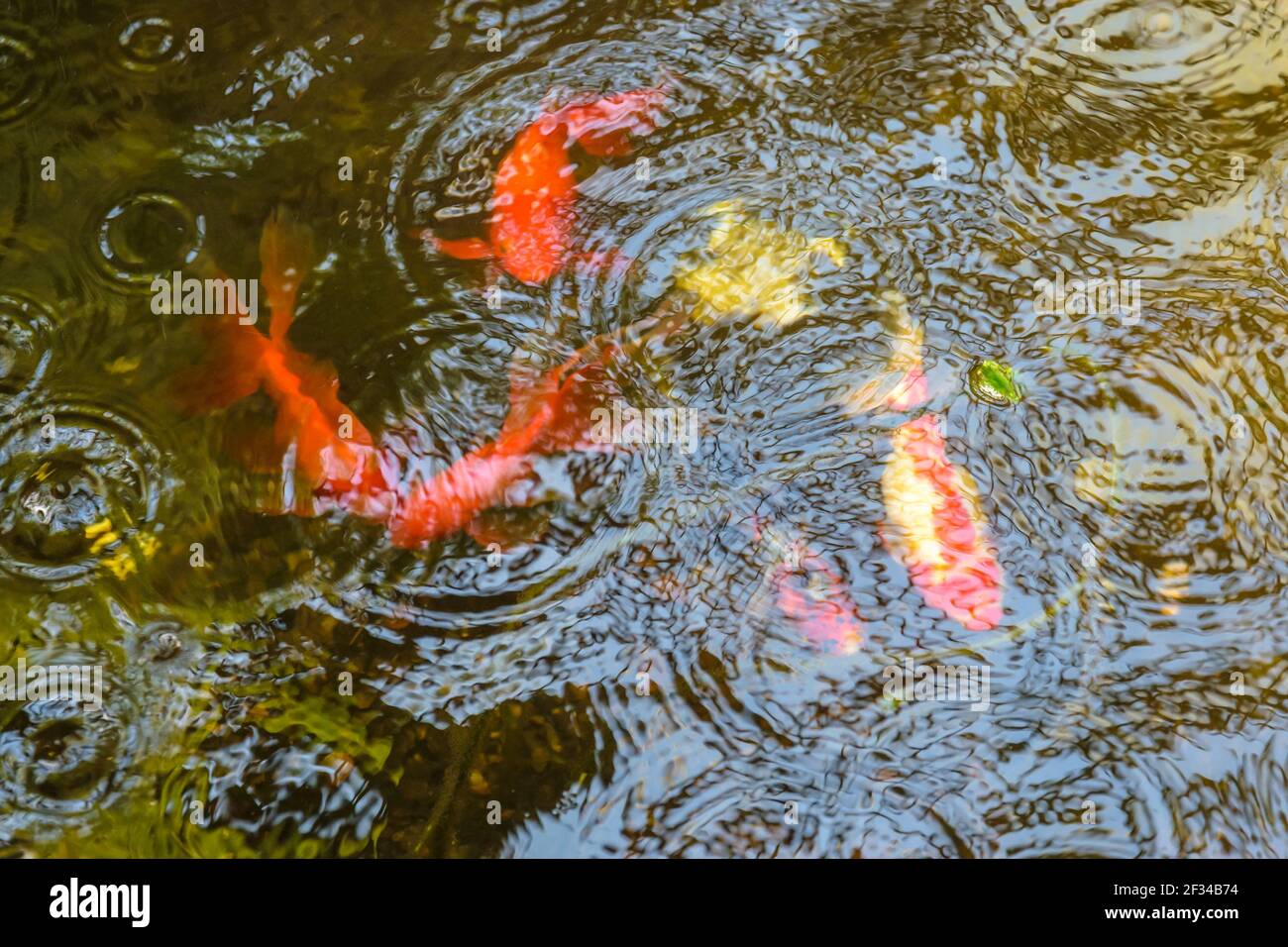 Poissons rouges fantaisie Banque de photographies et d’images à haute ...