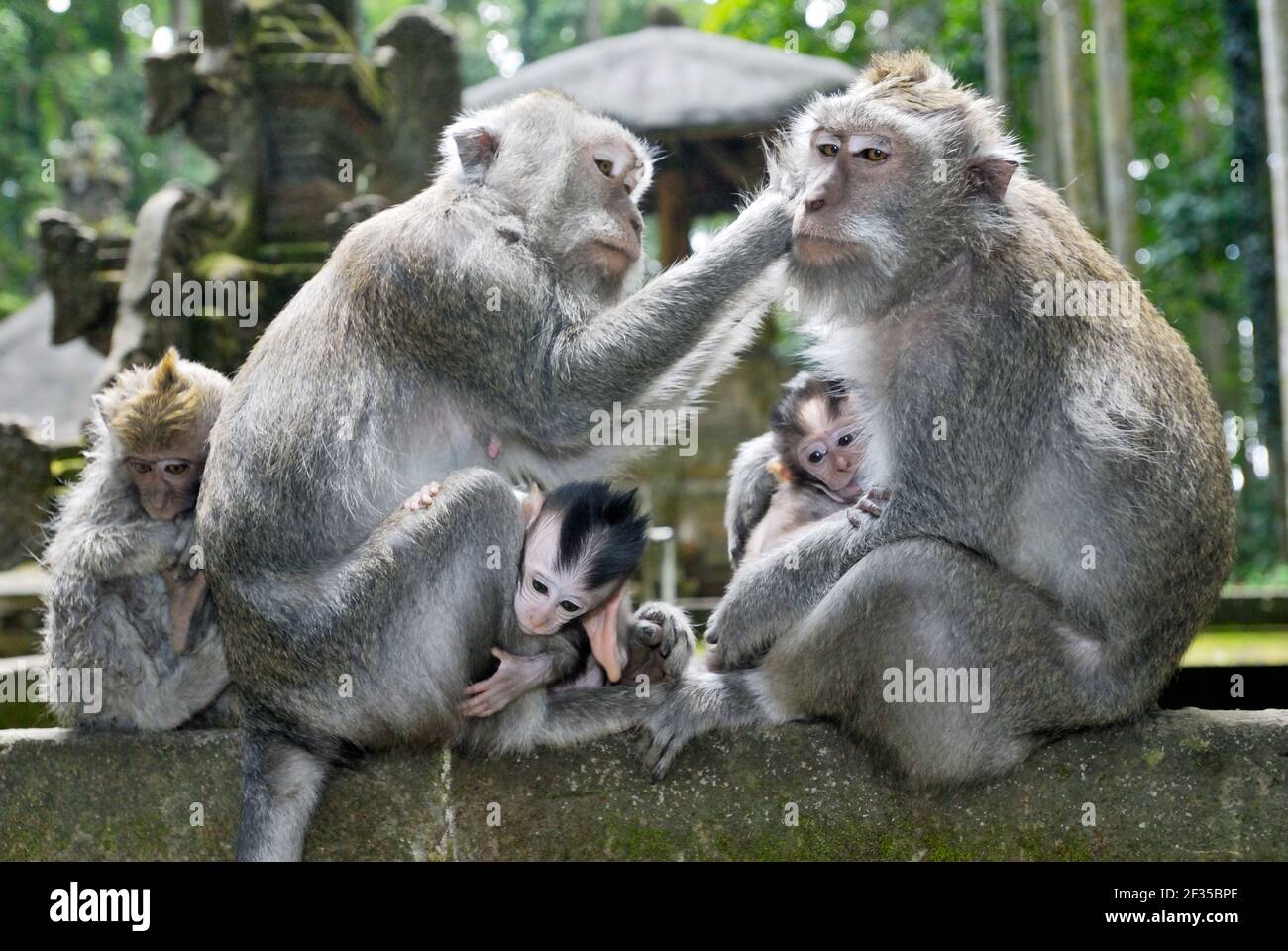 Sangeh, Pura Bukit Sari Temple; Temple des singes; singe javanais ...