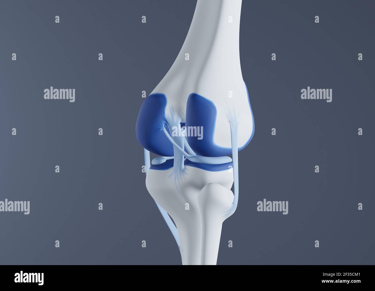 Ligament du genou Banque de photographies et d’images à haute ...