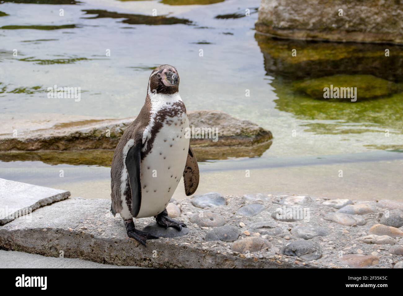 Pingouin humboldt zoo oiseau bec Banque de photographies et d’images à ...