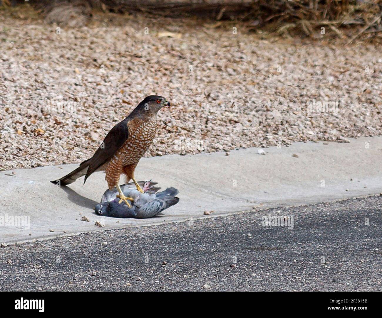 Captures animaux Banque de photographies et d’images à haute résolution ...