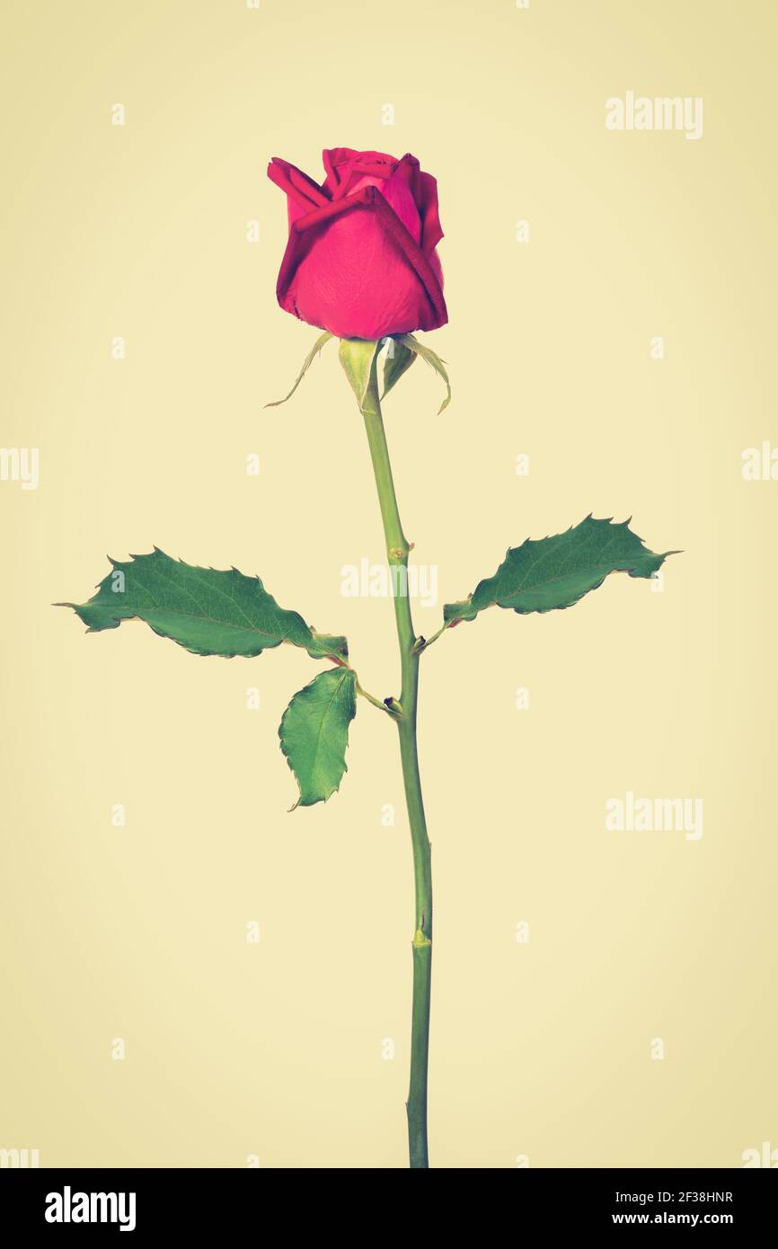 La belle rose rouge Banque de photographies et d’images à haute ...