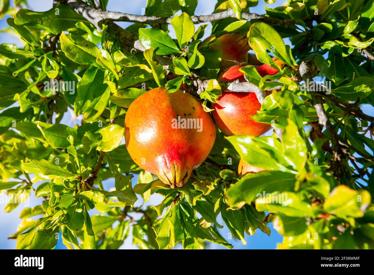 Grenade qui pousse sur un arbre Banque de photographies et d’images à ...