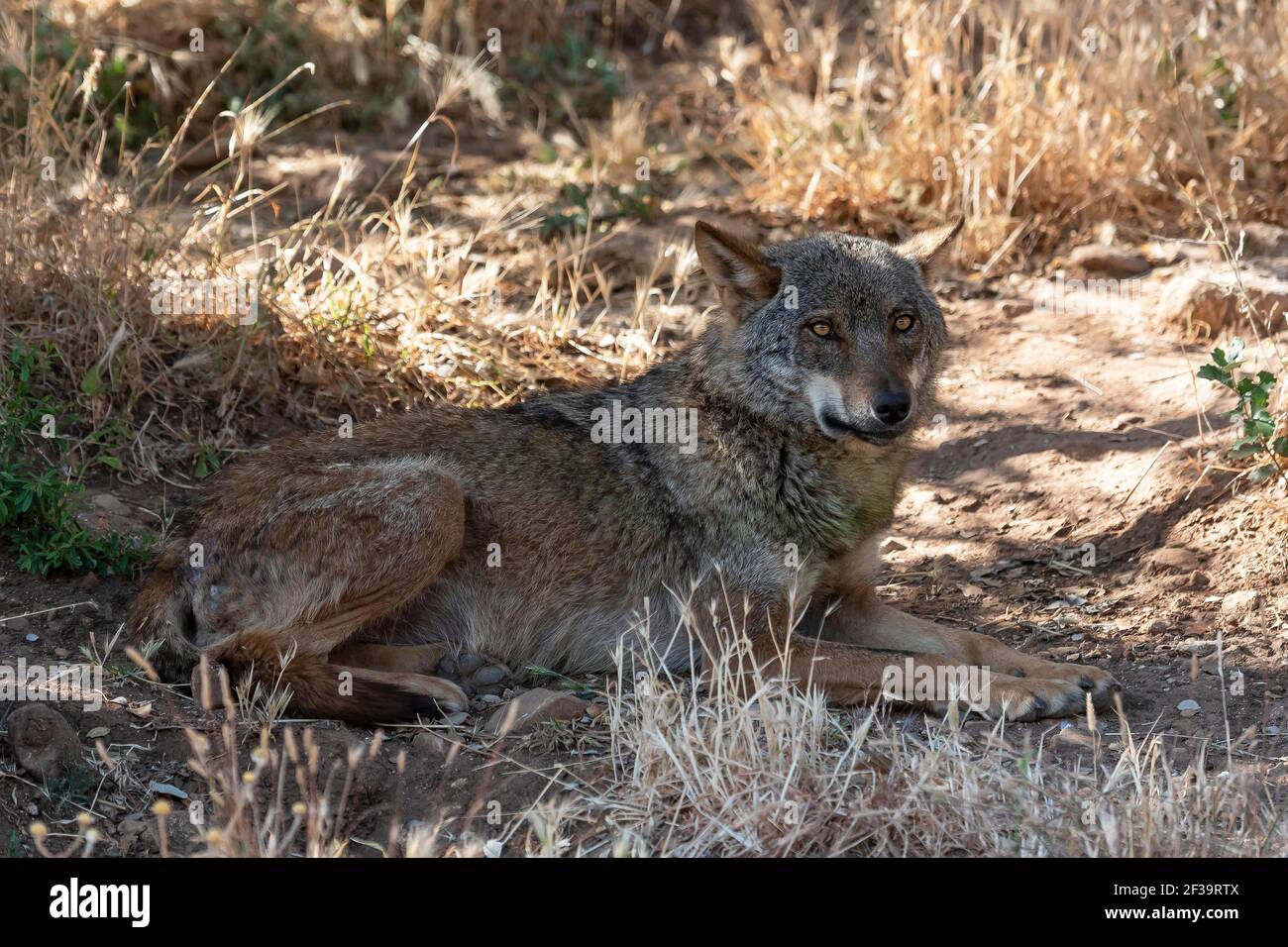 Canis lupus signatus Banque de photographies et d’images à haute ...