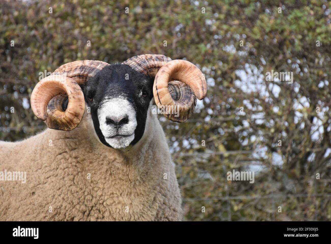 Blackface tup Banque de photographies et d’images à haute résolution ...