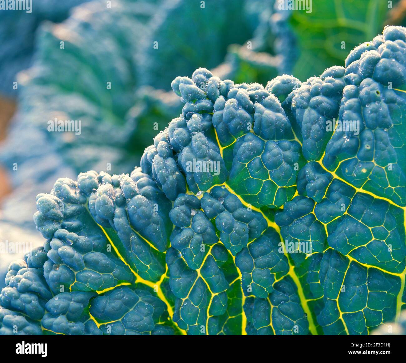 Feuilles de chou Banque de photographies et d’images à haute résolution ...