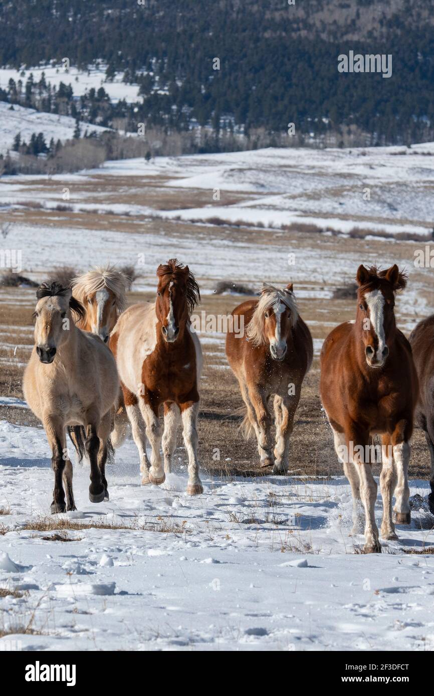 Chevaux courant dans la neige Banque de photographies et d’images à ...
