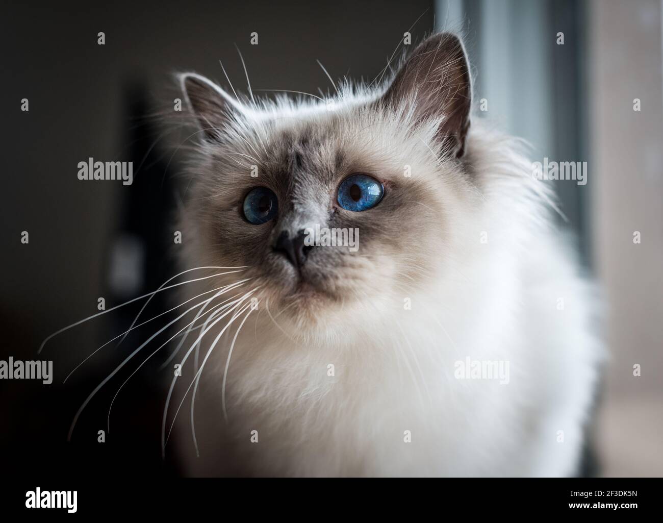 Chaton gris aux yeux bleus se bouchent Banque de photographies et d ...