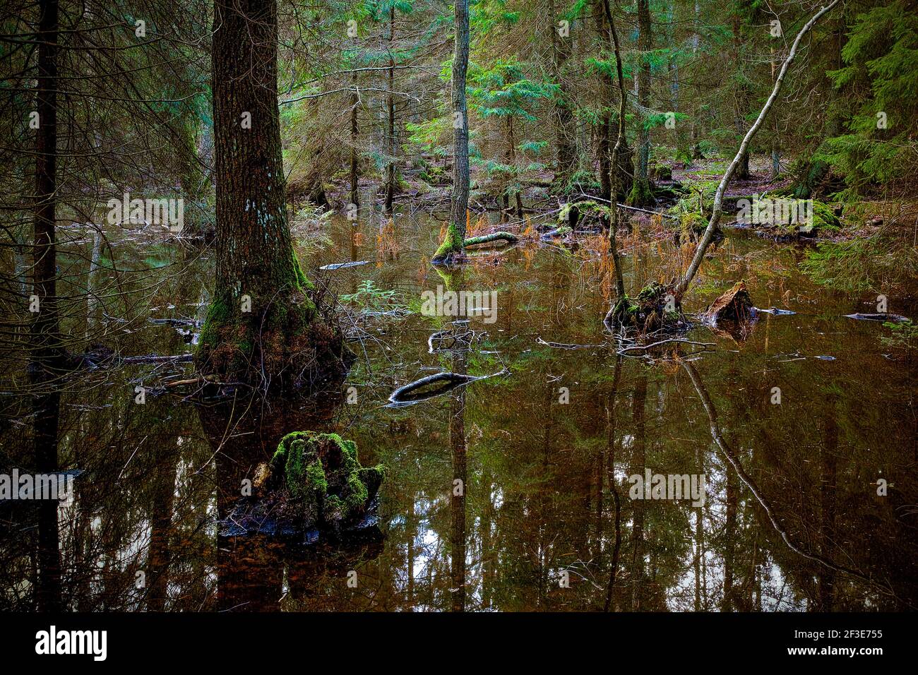 Forêt primitive dans la réserve naturelle de Hansta. La réserve ...