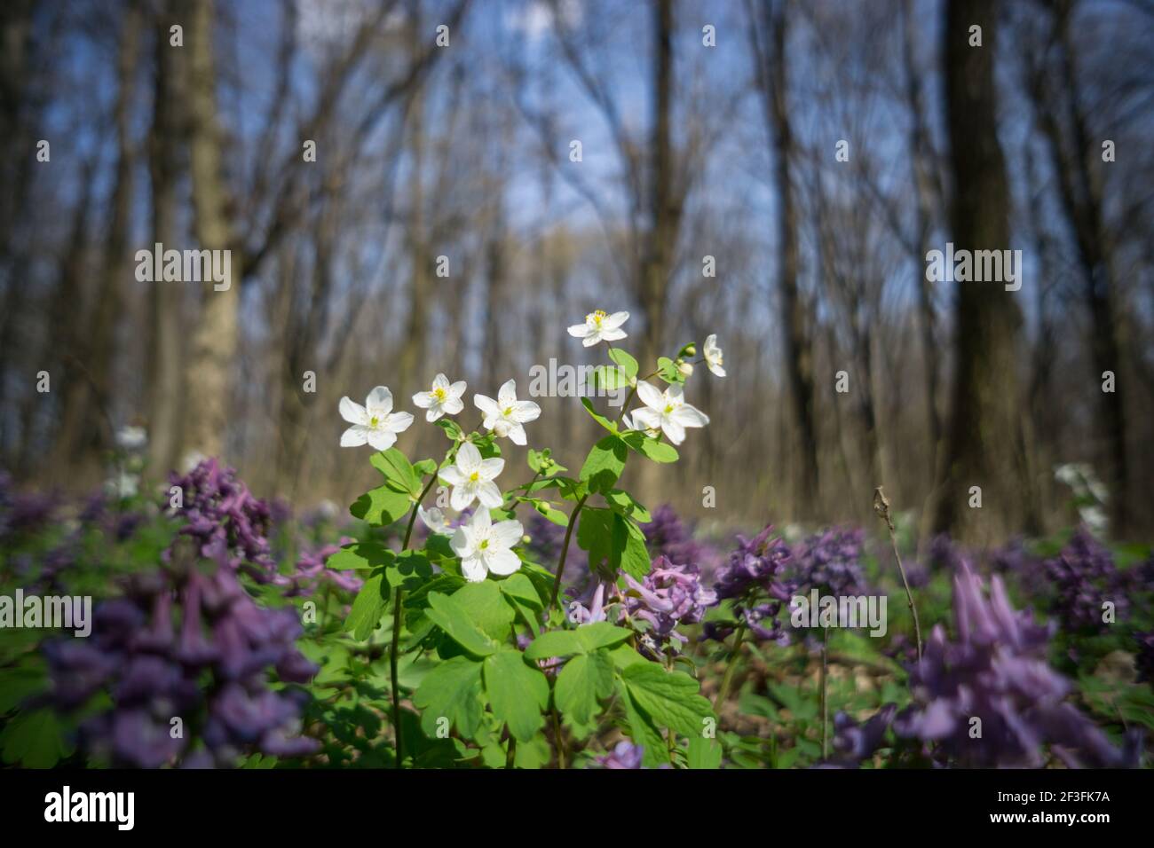 belles petites fleurs blanches et violettes qui poussent dans la forêt ...