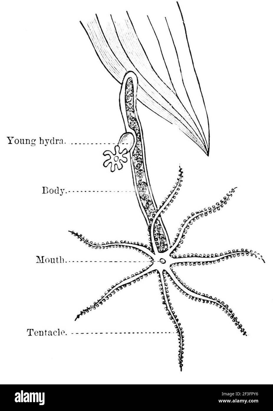 Hydre verte Banque de photographies et d’images à haute résolution - Alamy