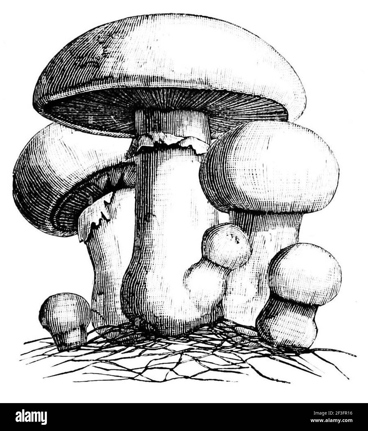 Champignon des prés Banque d'images noir et blanc - Alamy