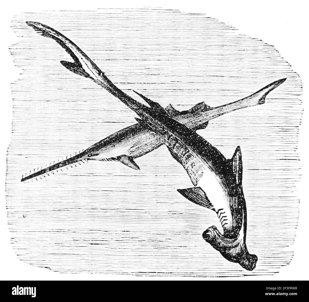 Poisson scie Banque d'images noir et blanc - Alamy