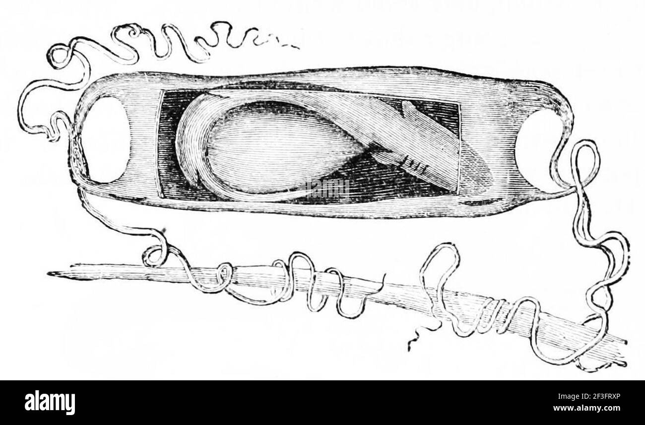 œuf de requin Banque d'images noir et blanc - Alamy