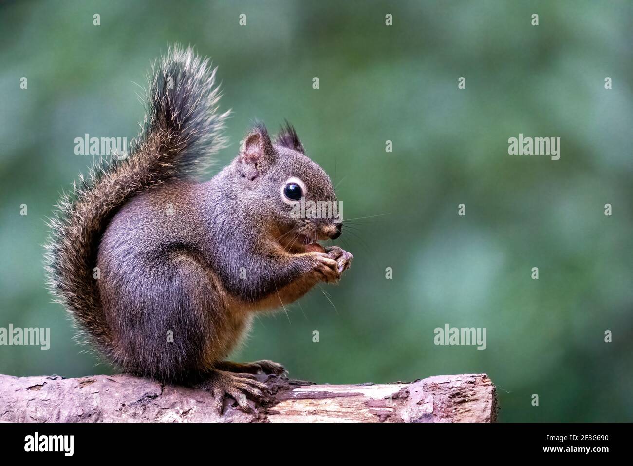 Issaquah, Washington, États-Unis. Douglas Squirrel debout sur une bûche ...