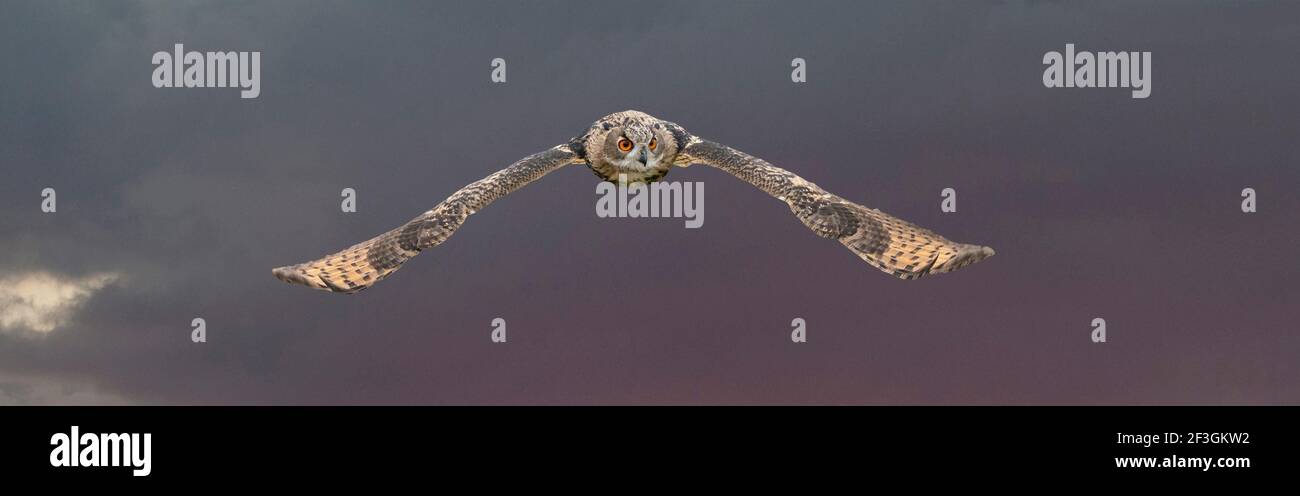 Un hibou de l'aigle vole avec des ailes écartées contre un ciel sombre ...