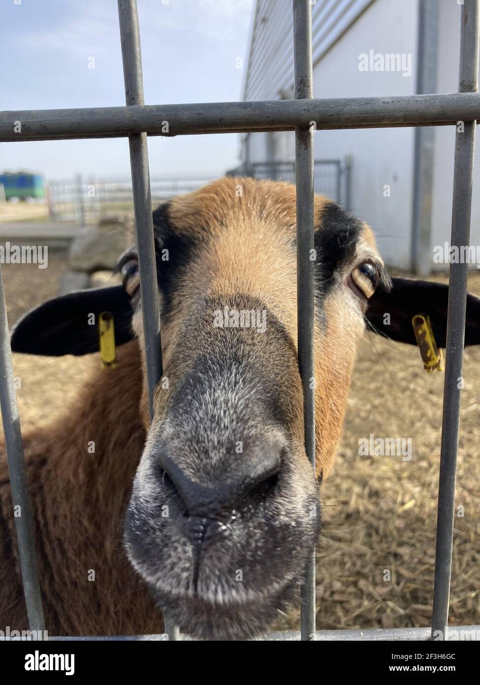Gros plan d'une chèvre qui colle son museau à travers un clôture en fer ...