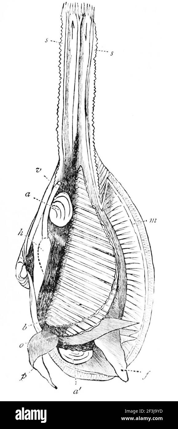 Mollusque bivalve Banque d'images noir et blanc - Alamy