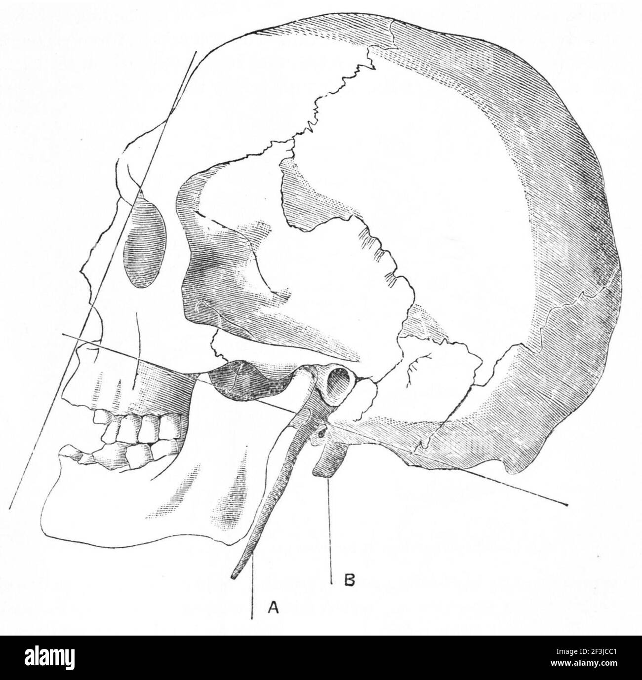 Le styloïde et le premier os de la colonne vertébrale Photo Stock - Alamy