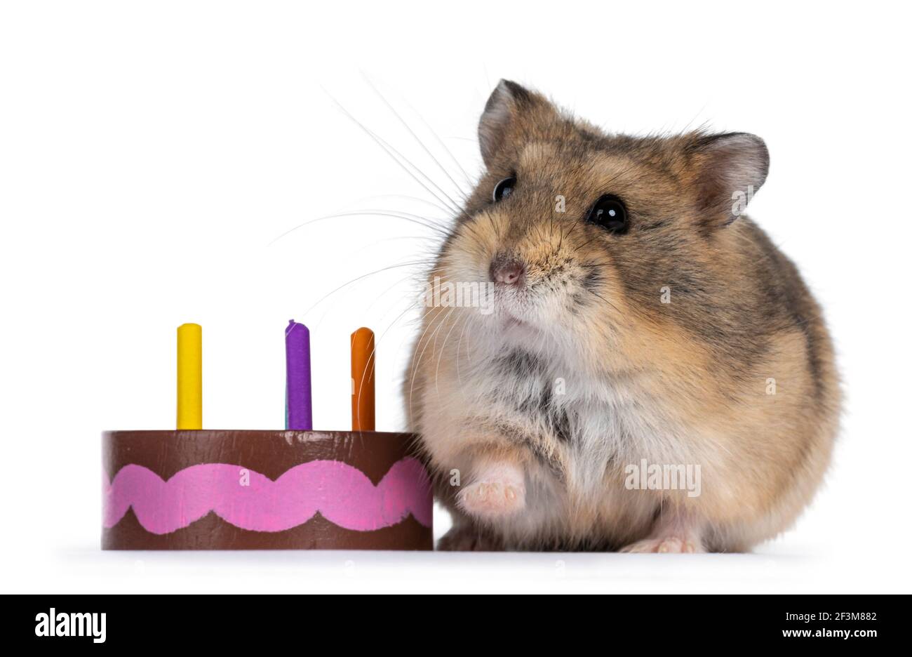 Happy birthday hamster Banque de photographies et d’images à haute ...