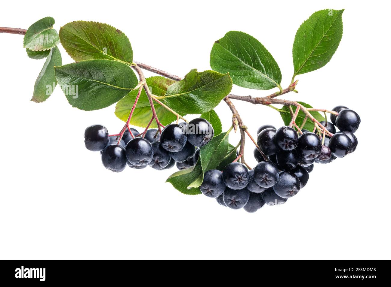 Aronia melanocarpa Banque de photographies et d’images à haute ...