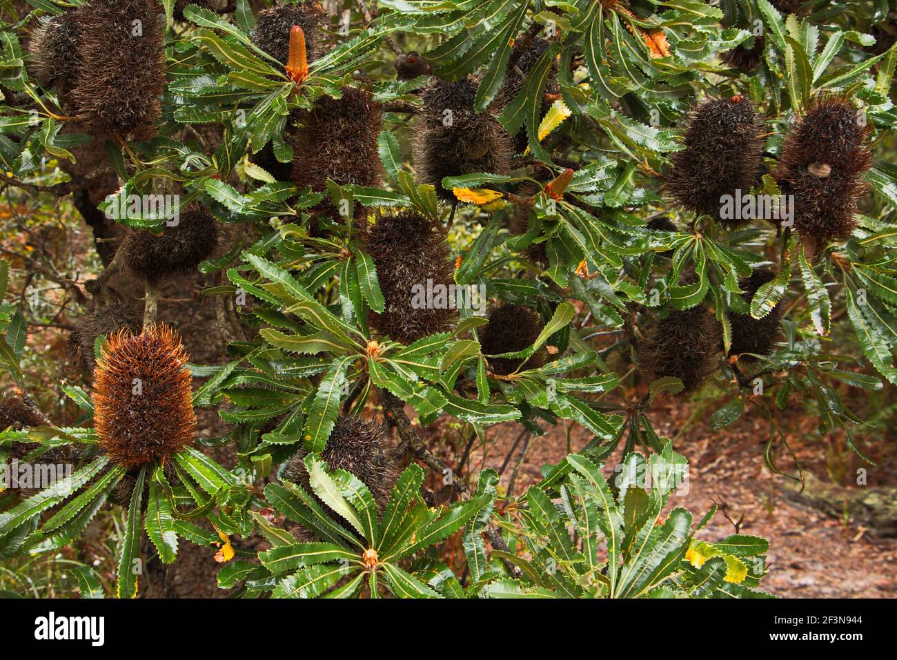 Banksia tree Banque de photographies et d’images à haute résolution - Alamy