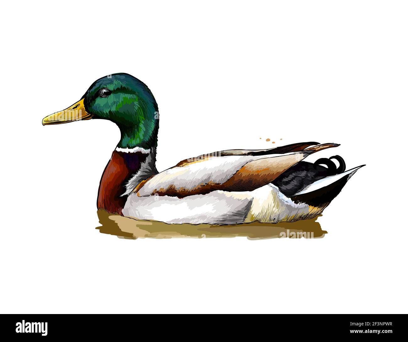 Canard d'une touche d'aquarelle, dessin coloré, réaliste. Illustration ...
