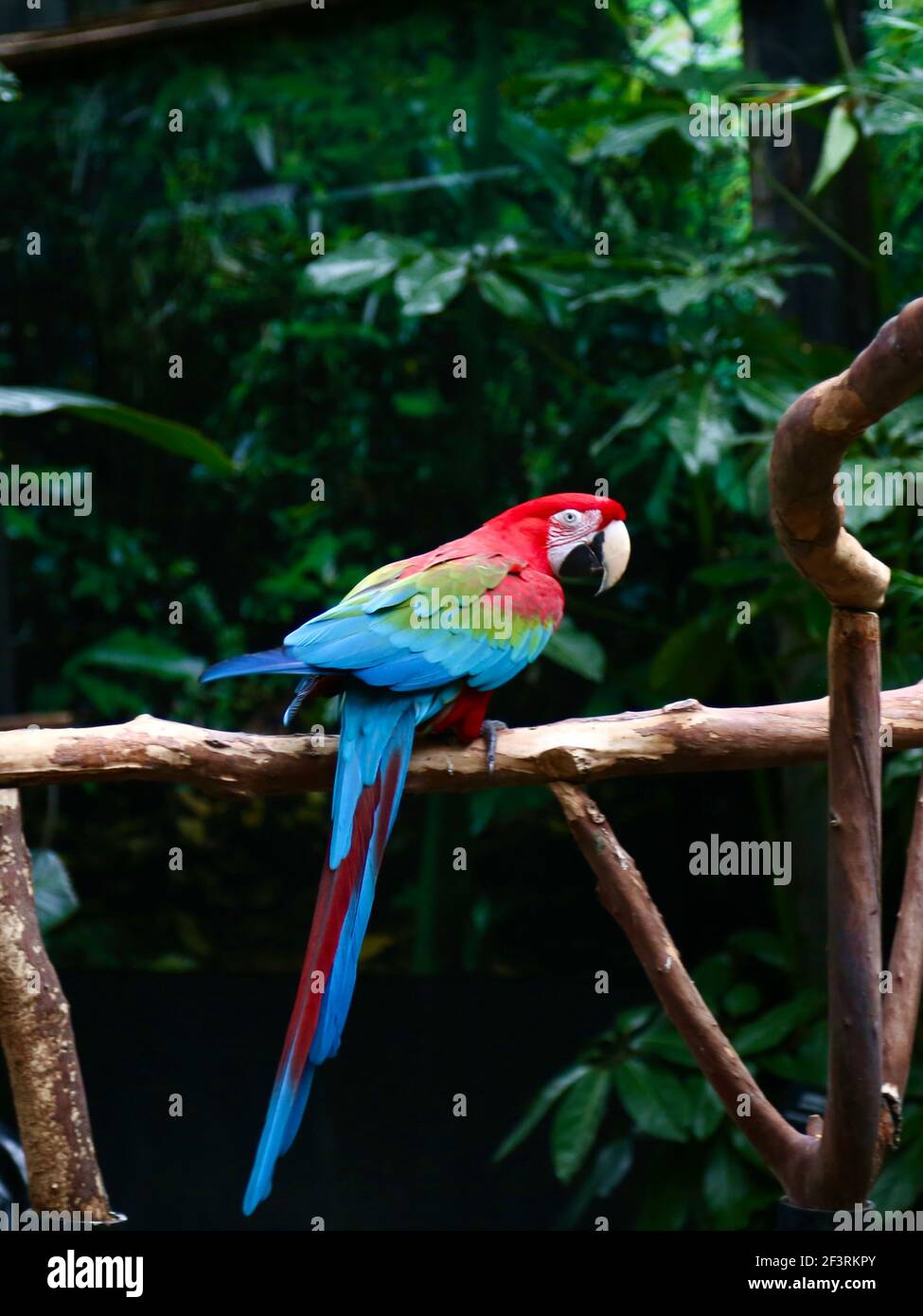 Oiseaux exotiques ara Banque de photographies et d’images à haute résolution - Alamy