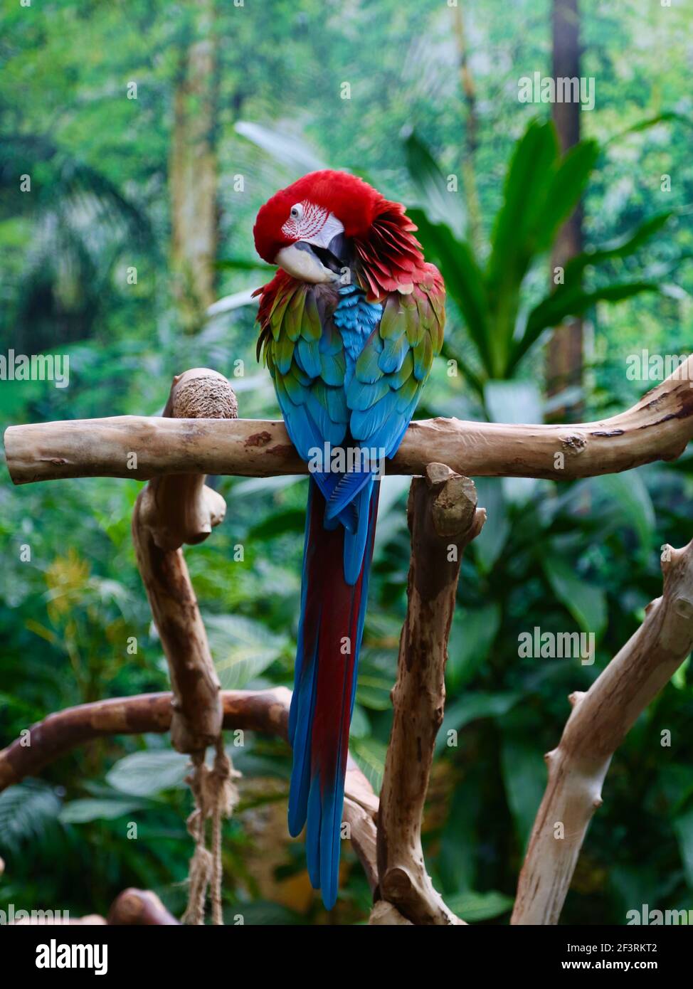 Oiseaux exotiques ara Banque de photographies et d’images à haute résolution - Alamy