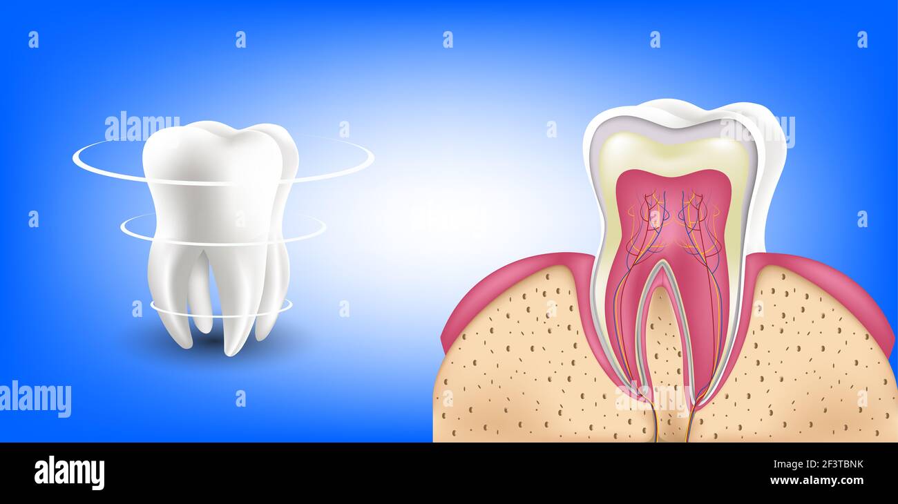 Anatomie dent Banque de photographies et d’images à haute résolution ...