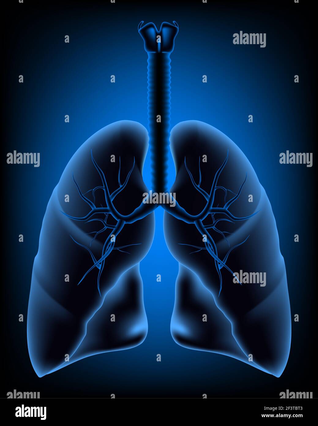 Radiografia de un cuerpo humano Banque de photographies et d’images à ...