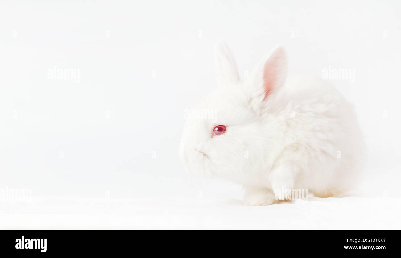 Lapin blanc beige Banque de photographies et d’images à haute ...