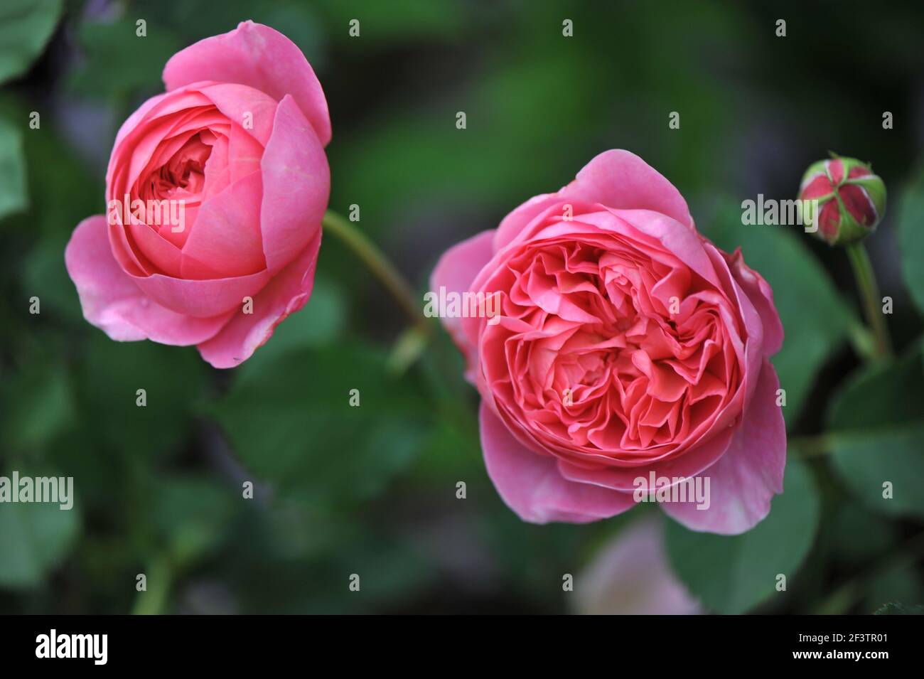 Rose saumon rose Banque de photographies et d’images à haute résolution ...