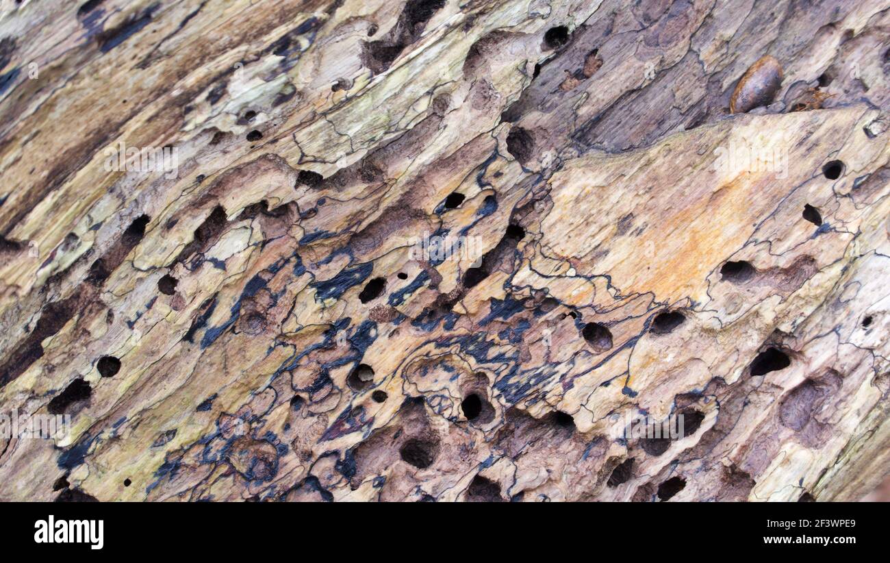 Natural decomposition Banque de photographies et d’images à haute ...