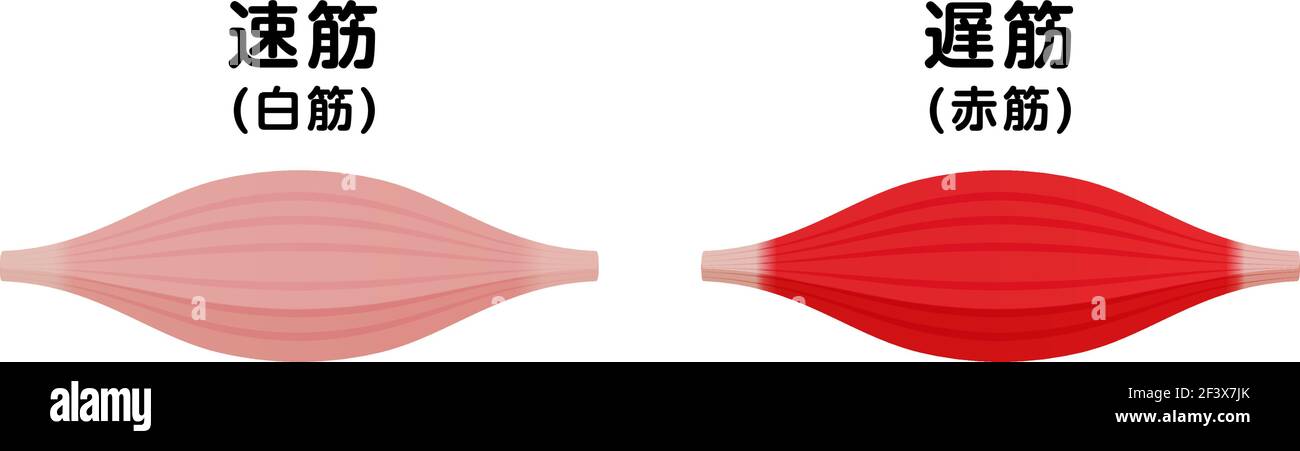 Différence entre le muscle blanc et le muscle rouge. Illustration ...