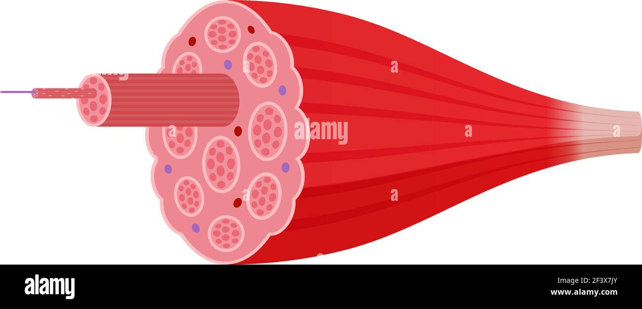 Illustration de la structure du vecteur du muscle squelettique Image ...