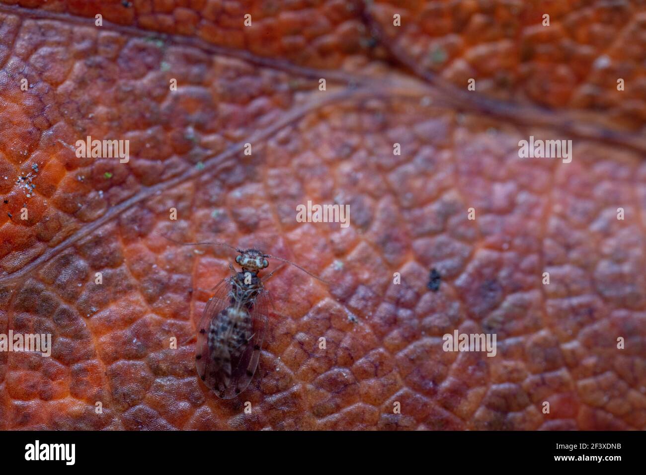 Poux de bois Banque de photographies et d’images à haute résolution - Alamy