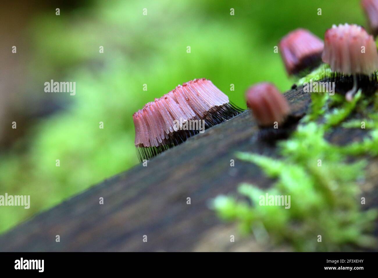 Stemonitis fusca Banque de photographies et d’images à haute résolution ...
