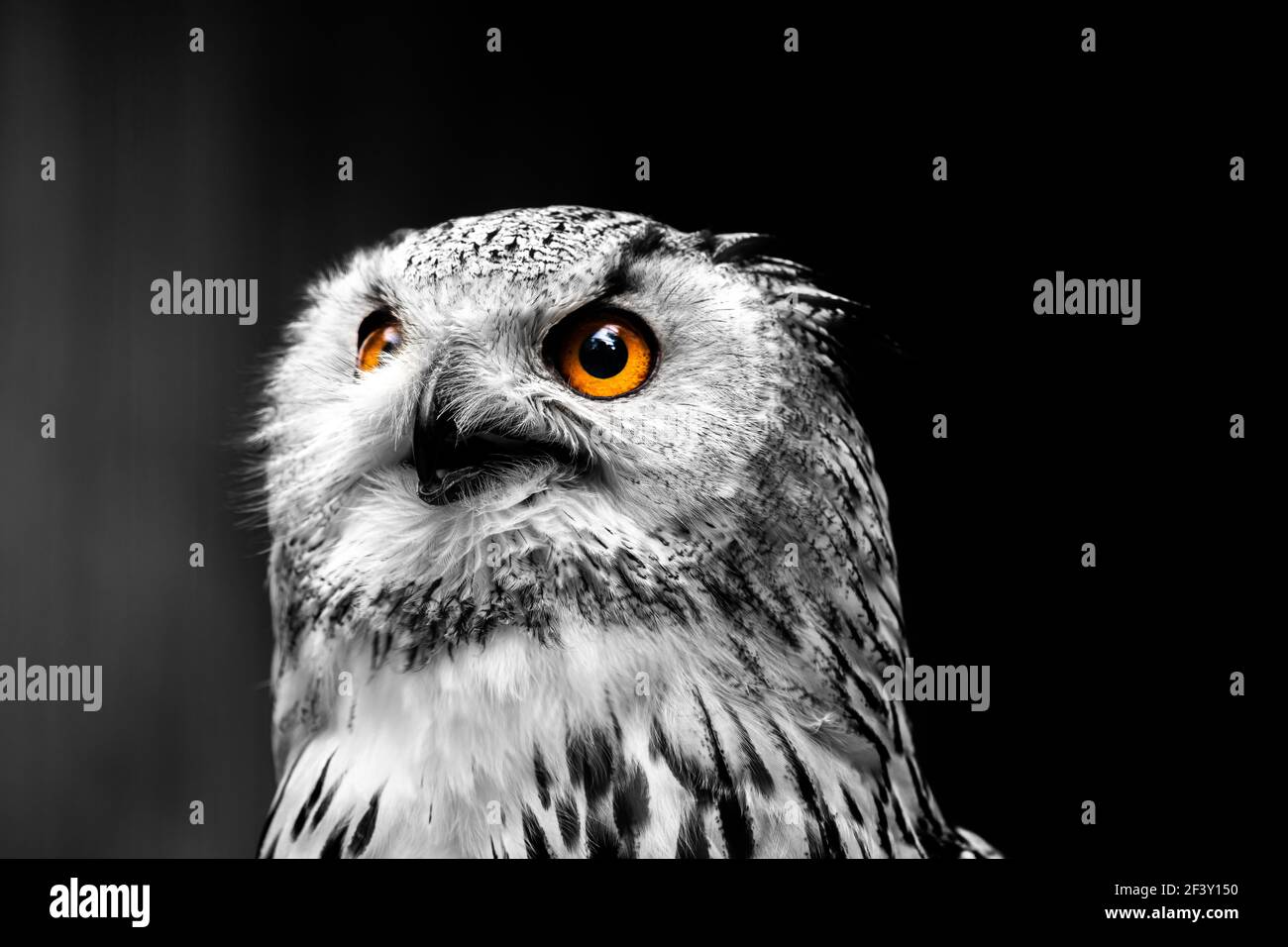 Hibou noir et blanc aux yeux jaunes Banque de photographies et d’images ...