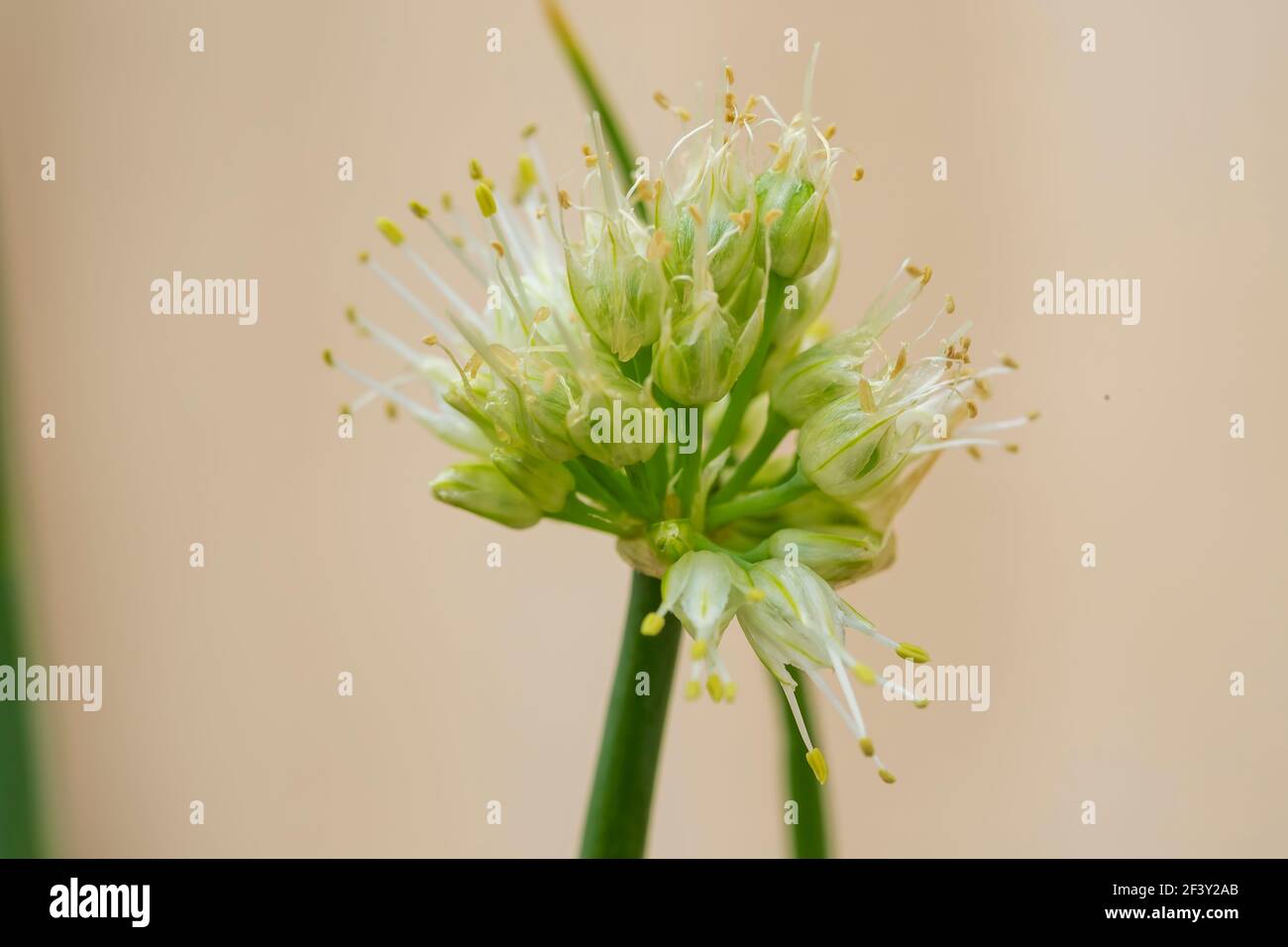 Oignon en fleurs Banque de photographies et d’images à haute résolution ...