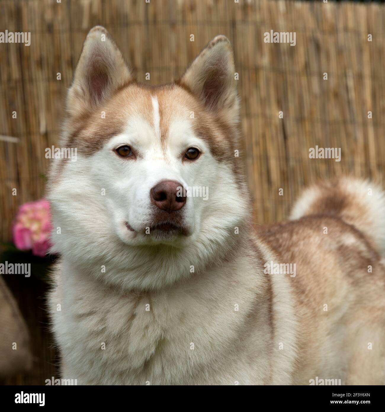 Alaskan malamute adult sitting Banque de photographies et d’images à ...